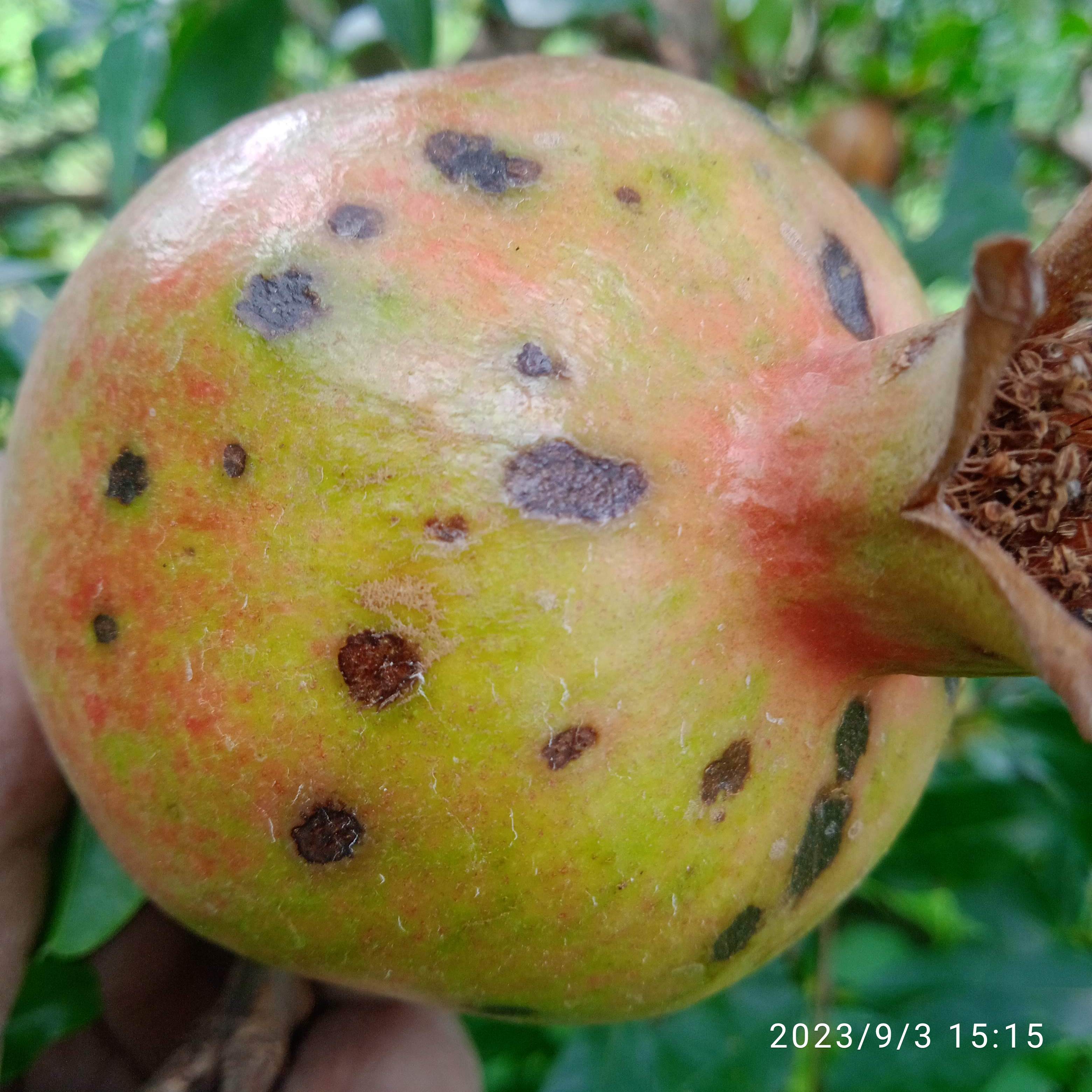 Anthracnose Object Detection Model (v1, 2025-08-25 3:08pm) by btp