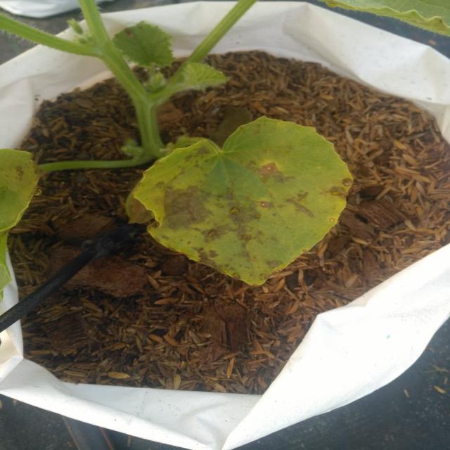 Melon Dataset Object Detection Dataset by Meloners