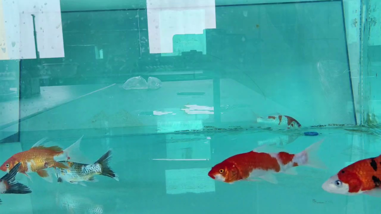 labfish Object Detection Dataset by fishlabel
