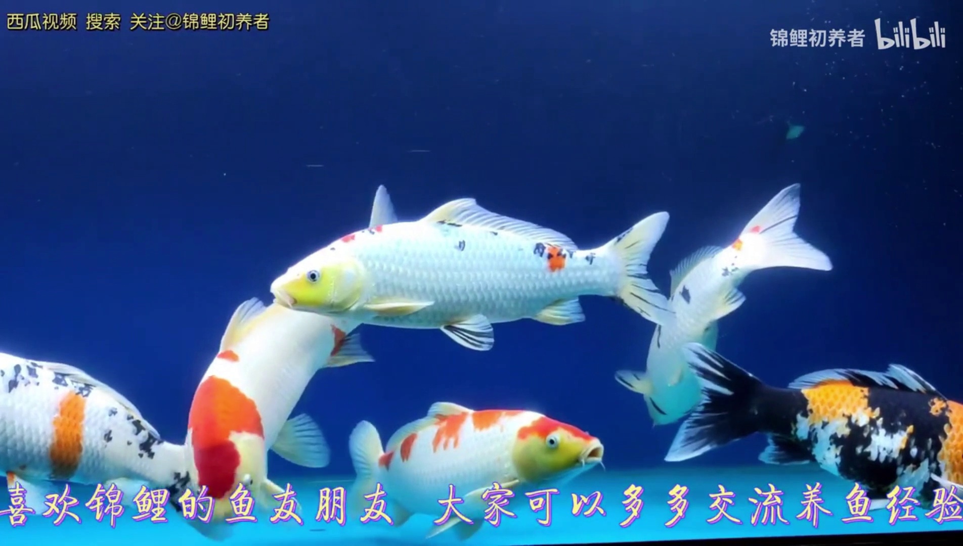 111 Object Detection Dataset by fishlabel