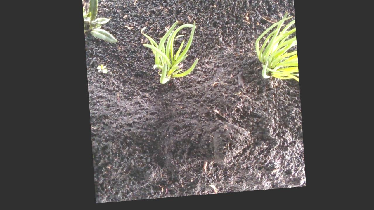 Weed Detection Three Object Detection Dataset And Pre Trained Model