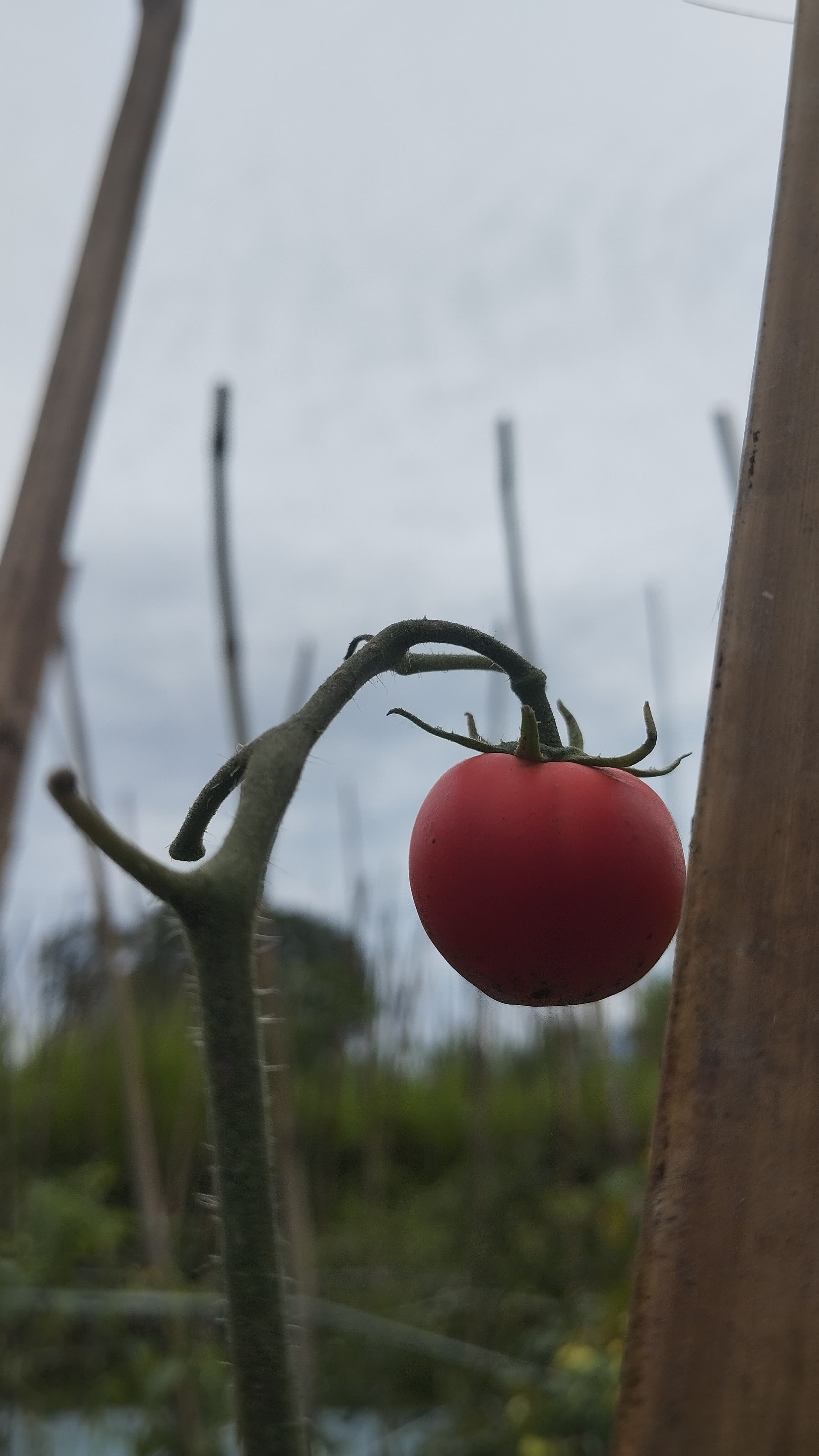 tomat matang Object Detection Model by yulia fazria