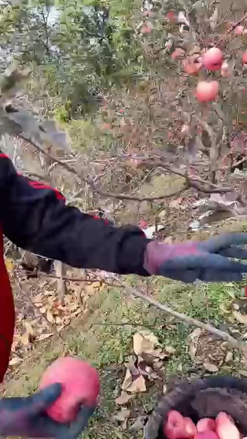 Apple detector 1 Object Detection Dataset and Pre-Trained Model by Dd