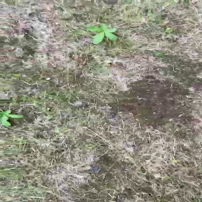 Weed Detection Object Detection Dataset and Pre-Trained Model by Weed Detector