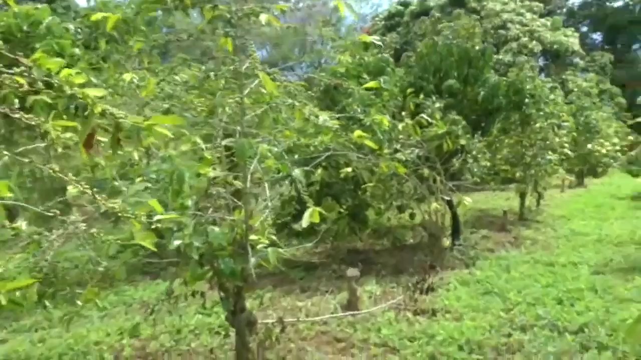 Mangoes Object Detection Dataset By Naveen Projects