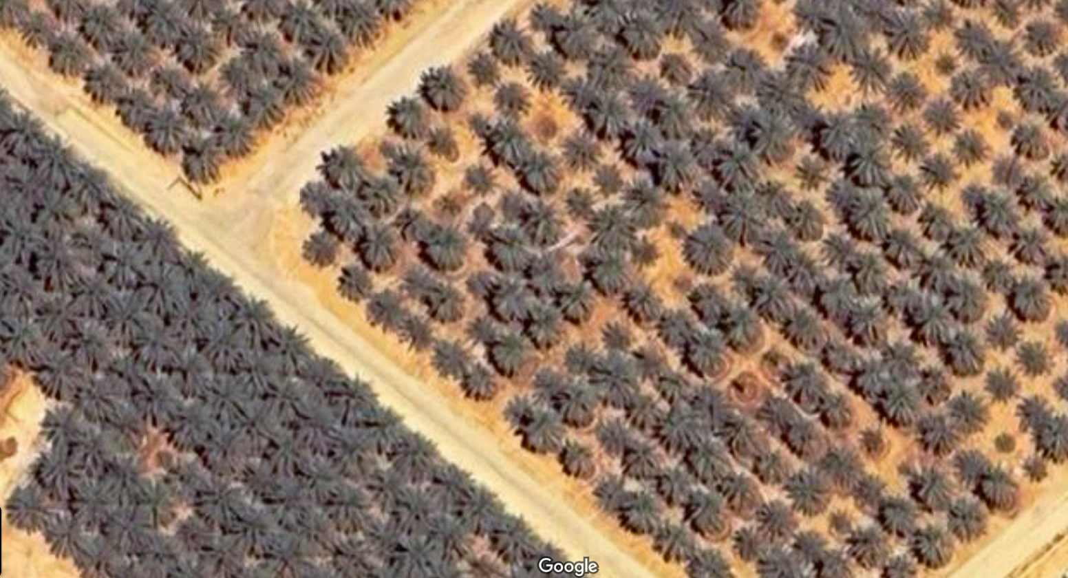 How To Use The Palm Tree Detection Object Detection Api