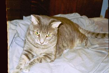 sangj Object Detection Dataset by xenoproj