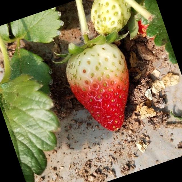 stroberi 4 Object Detection Model by 3567