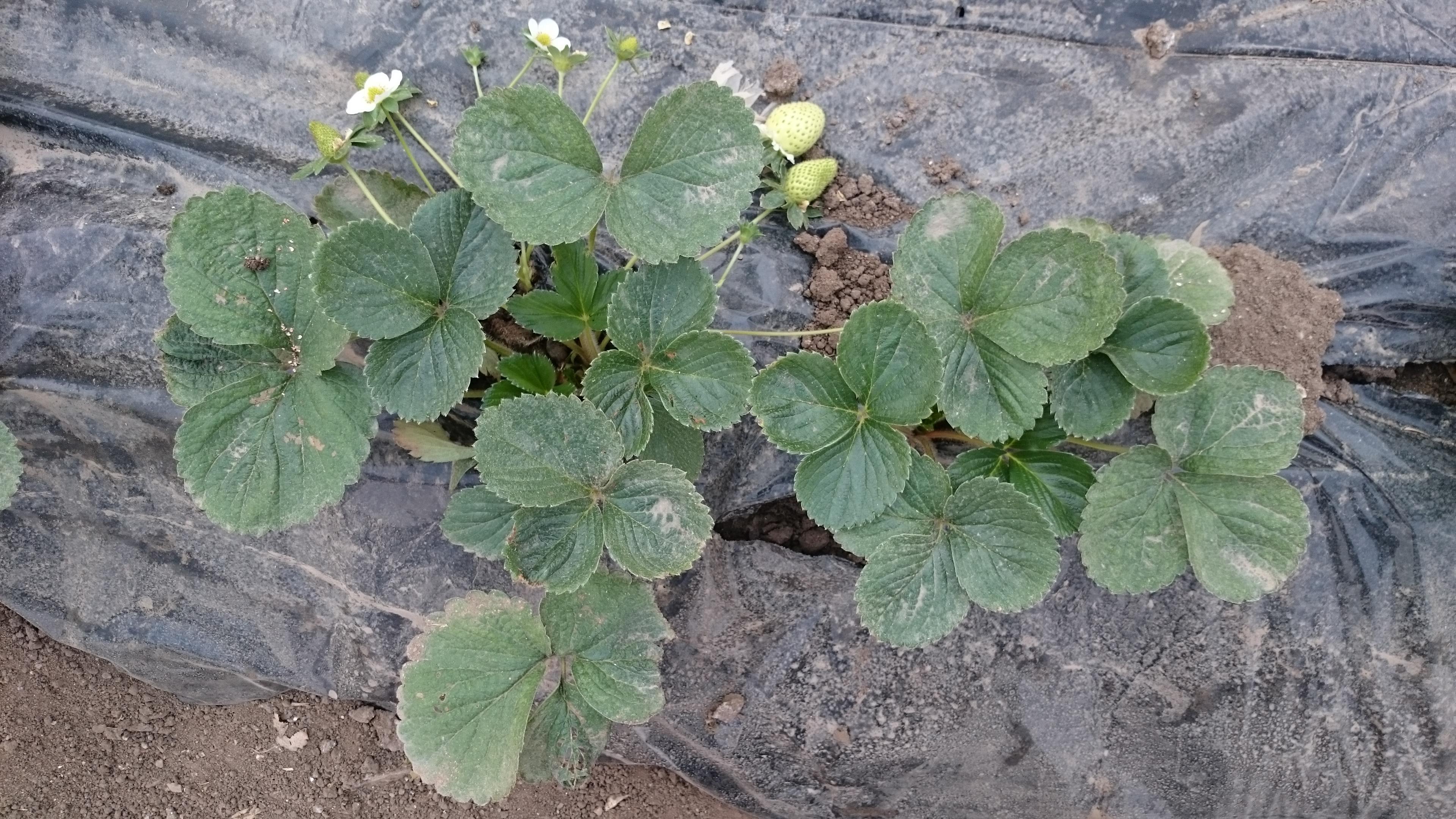 stroberi 2.1 Object Detection Dataset by 3567