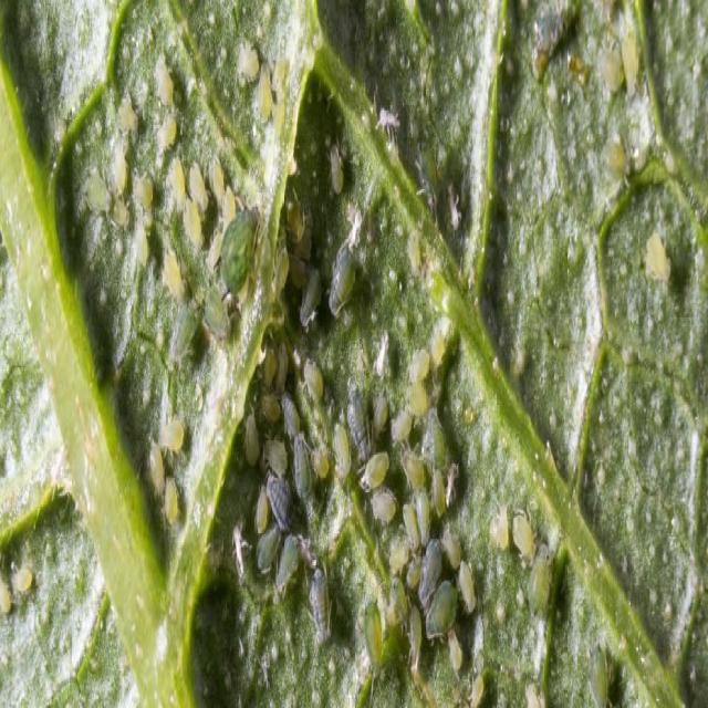 Plant Pest Detection Object Detection Dataset And Pre Trained Model By Sam