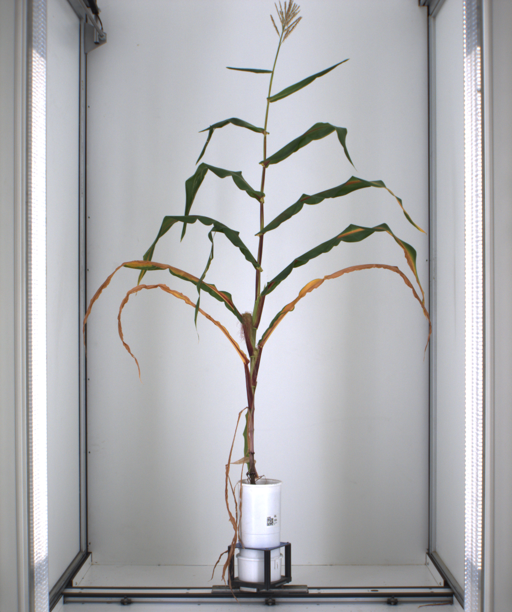 Corn Object Detection Model By 304