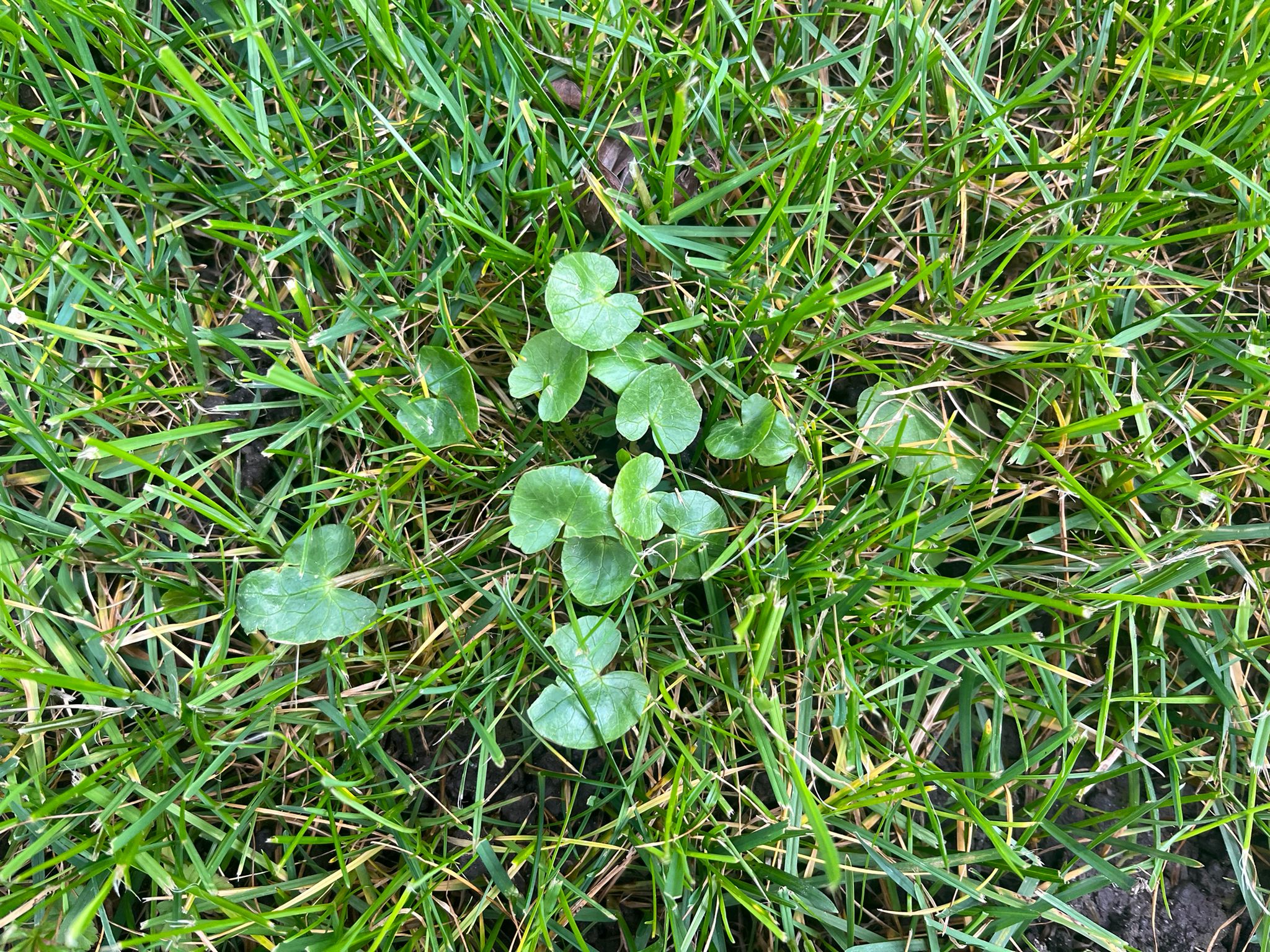 How to Use the Identifying Weeds from a Field Object Detection API