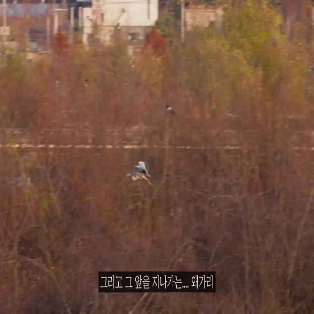 yolov7_bird Object Detection Dataset by barcode