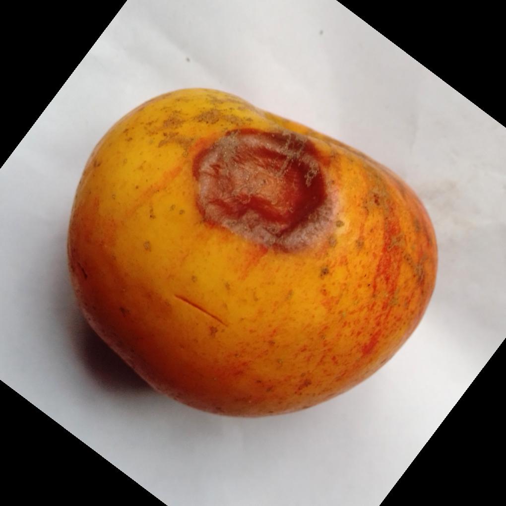 Rotten Apple Object Detection Dataset By Rotten Apple
