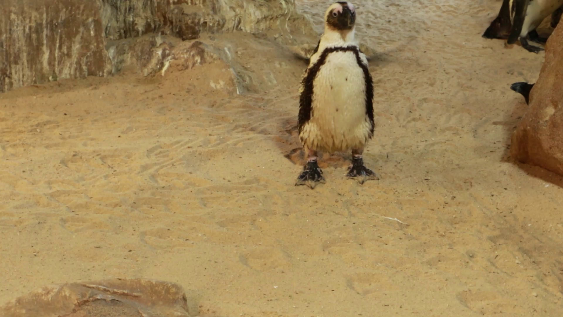 AIMS-2024-Penguins Object Detection Dataset by webcambirds