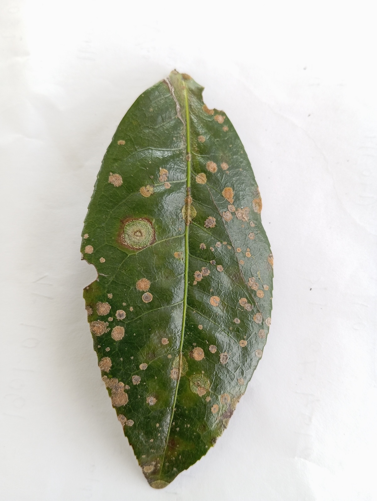 Tea Leaf Classification Classification Dataset by ibrahimaryan