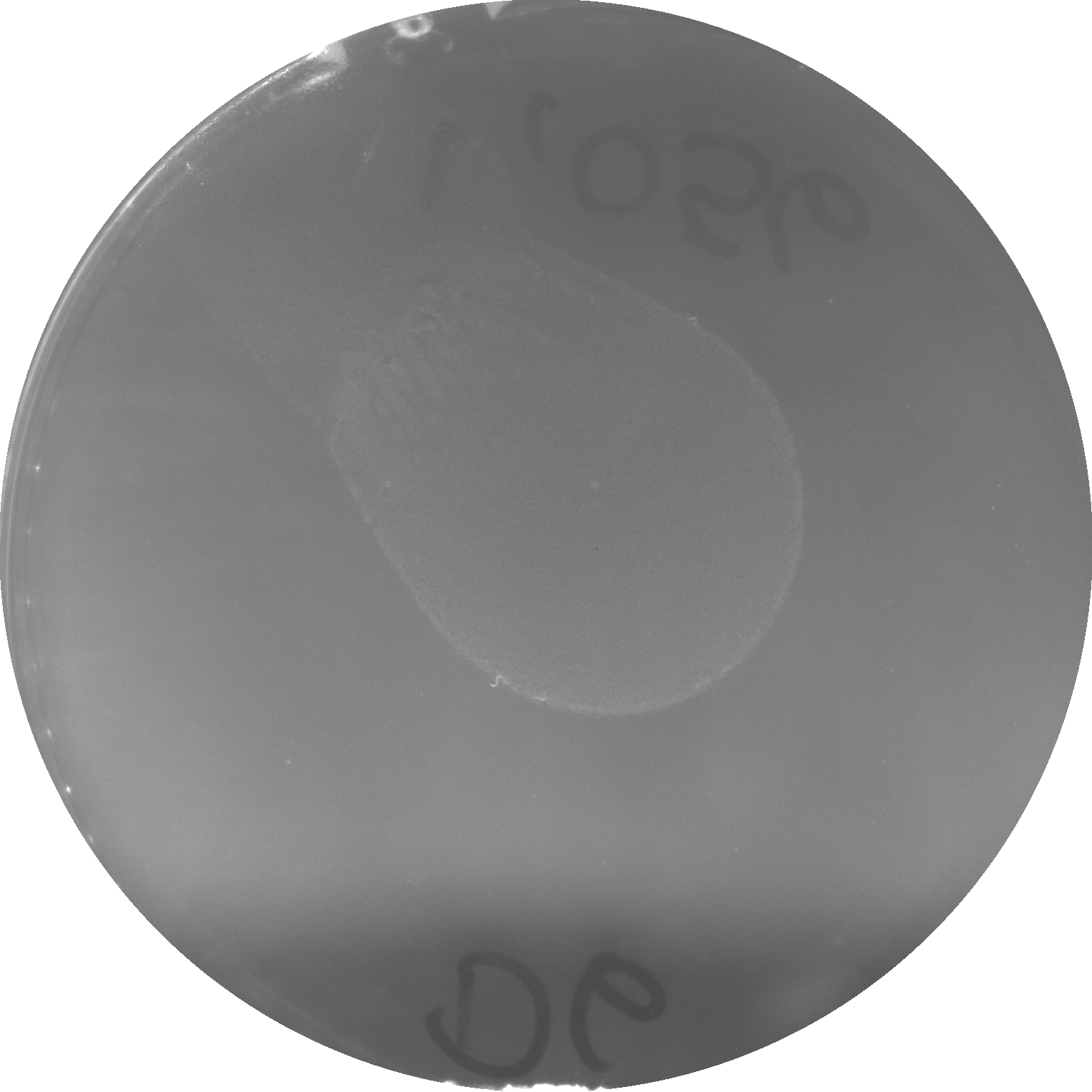 worm_object_detection Object Detection Dataset and Pre-Trained Model by ... worm_object_detection Object Detection Dataset and Pre-Trained Model by ...