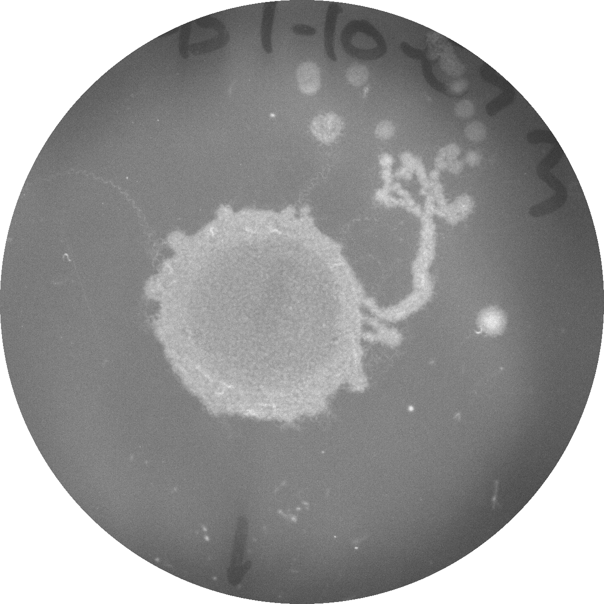 worm_count_luis Object Detection Model by hongyitesting