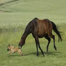 horse detection Keypoint Detection Dataset and Pre-Trained Model by smallsea