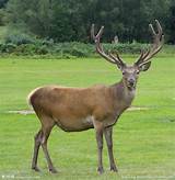 deer detection Object Detection Dataset and Pre-Trained Model by smallsea