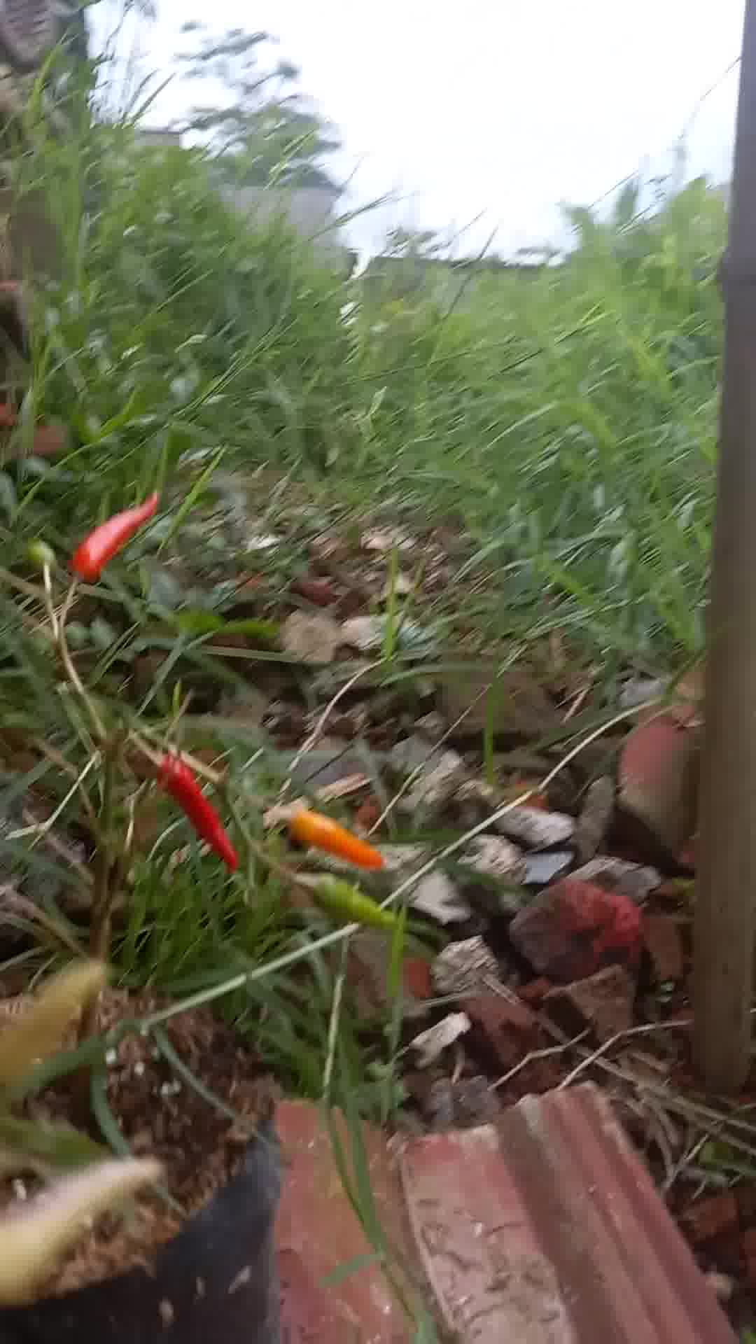 chili Object Detection Model by Ammar Hassan