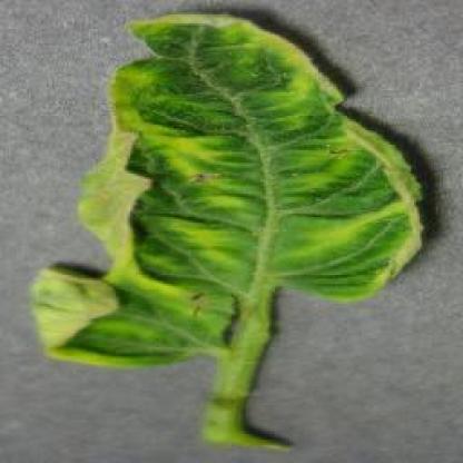 leaf-classification Classification Dataset by Chu Cm Minh