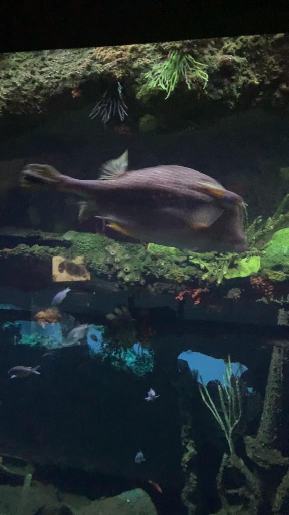 Object Detection Object Detection Dataset By Aquarium Object Detection