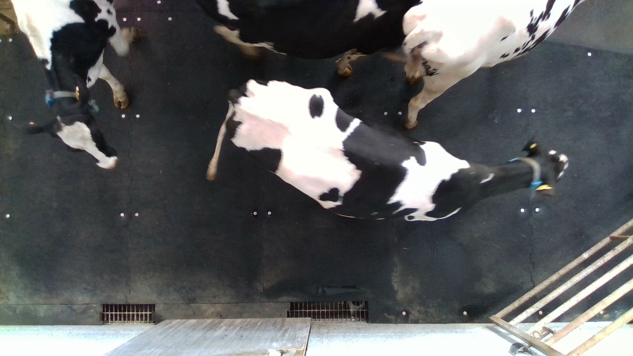 Cattle Top View Identification Object Detection Dataset By