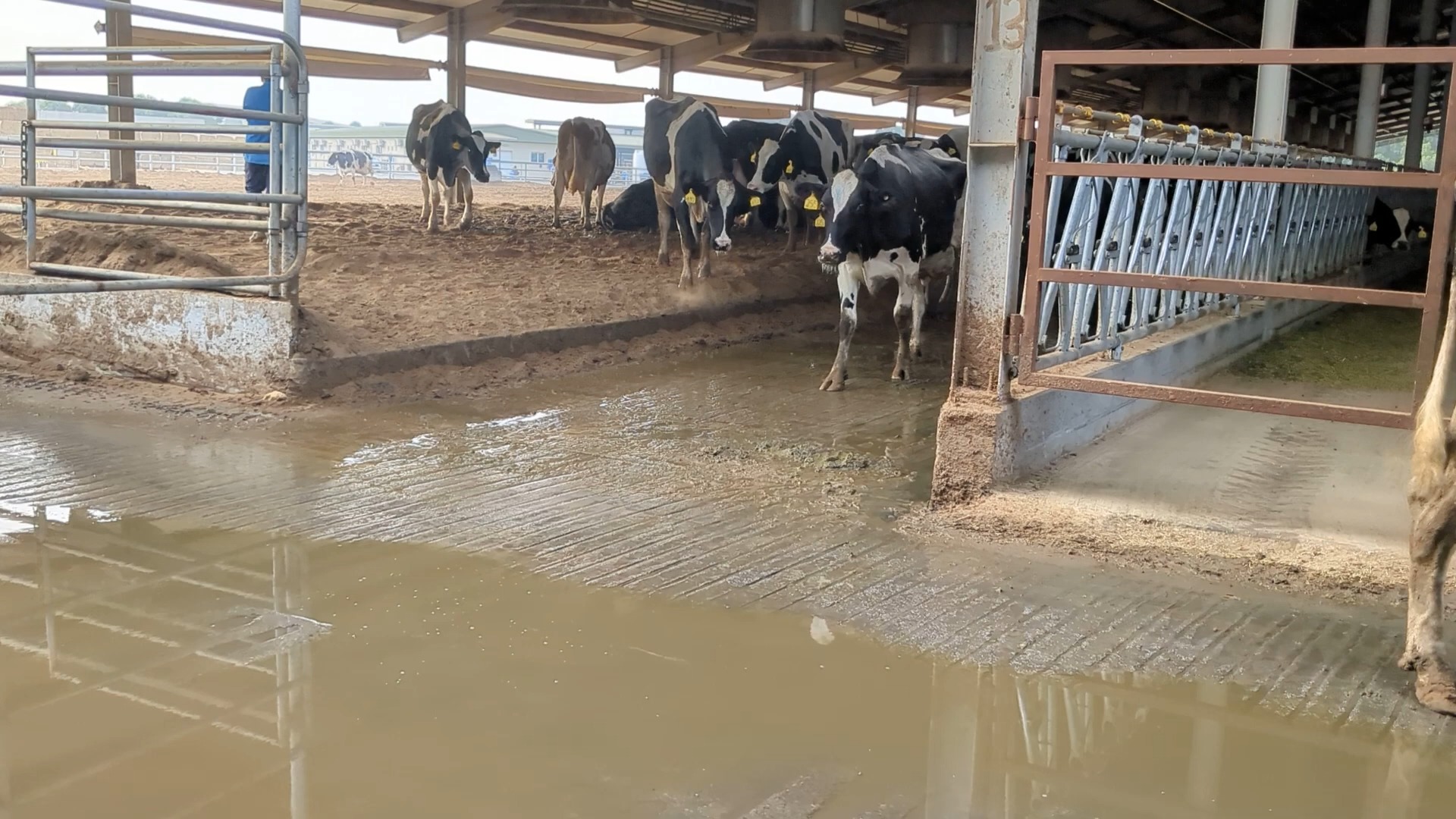 Cow Behavior Detection Object Detection Dataset And Pre Trained Model