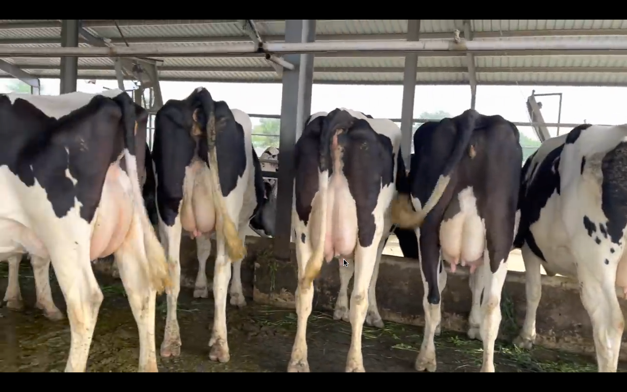 Cow Behavior Detection Object Detection Dataset By Cowbehaviordetection