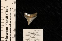 Haaientanden - Roboflow Universe