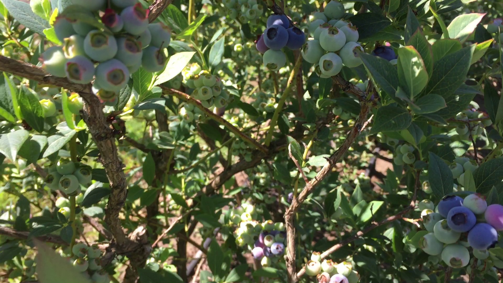 blueberries_clone Object Detection Dataset by Initial Workspace