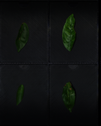 Leaves Test Computer Vision Dataset by Initial Workspace