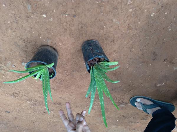 Medicinal Plants Object Detection Dataset And Pre Trained Model By Object Detection