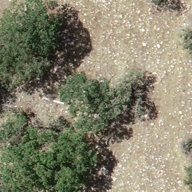 tree_segmentation Instance Segmentation Dataset by miraki