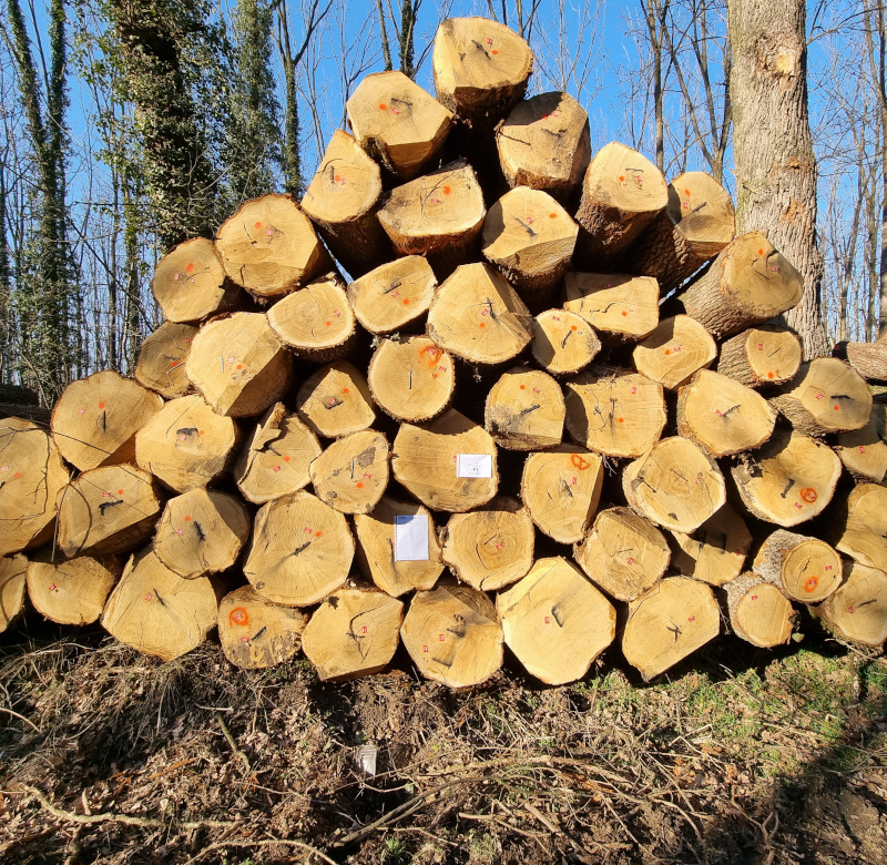 Log_counter Object Detection Model by Denis Katalinic