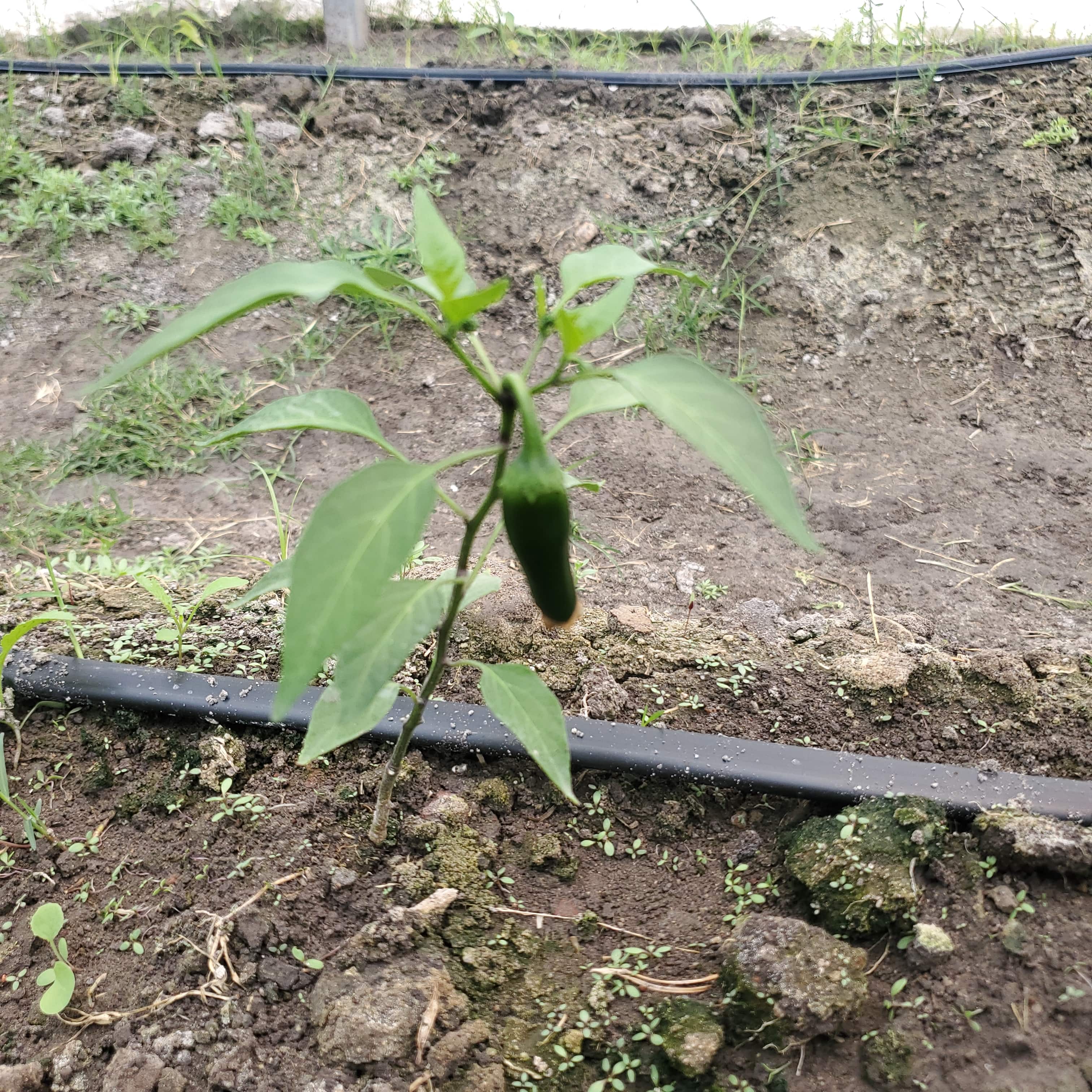 chiles Object Detection Model by my space