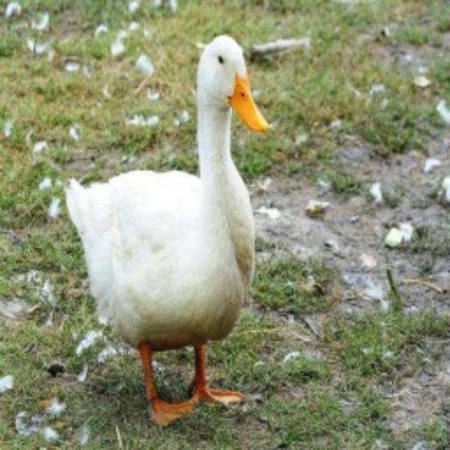 duck Object Detection Model by tomato disease 2
