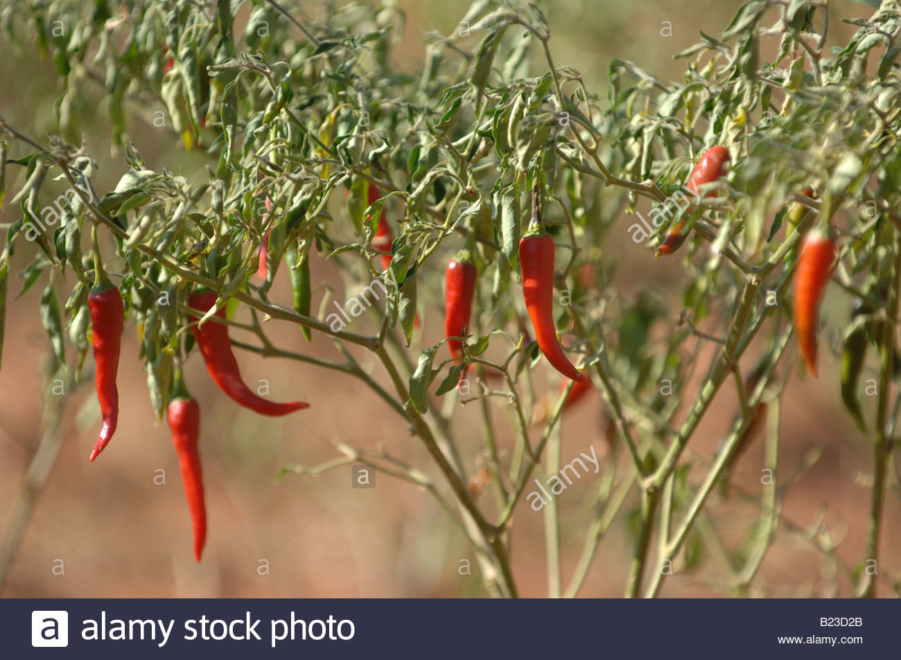 Chili Object Detection Dataset by Abhichal Rajput