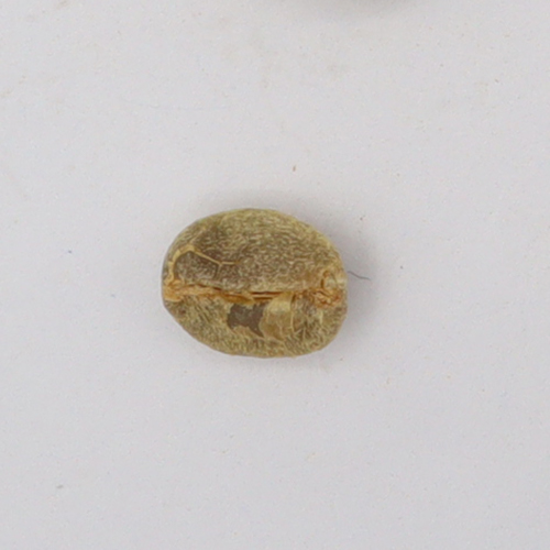 Coffee Bean Defects 900 Object Detection Dataset by billie personal