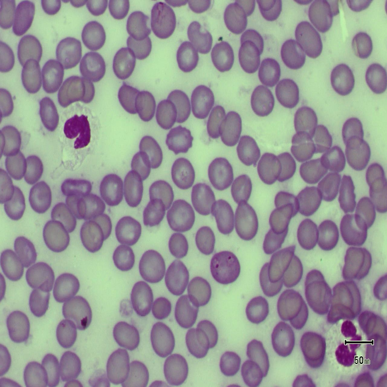 wdwd Object Detection Dataset by Tesi