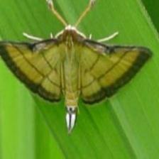 insects Object Detection Model by Roboflow 100