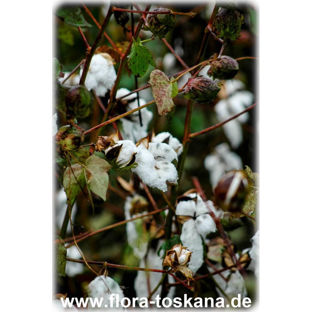 cotton Object Detection Model by Roboflow 100