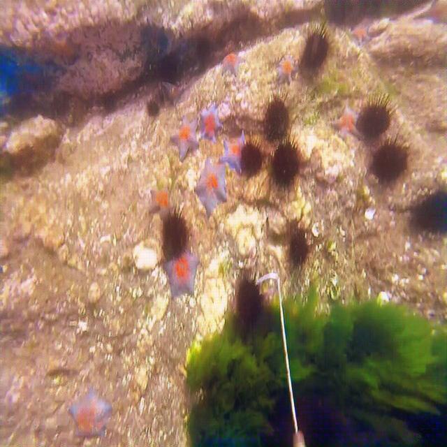 underwater objects Object Detection Model by Roboflow 100