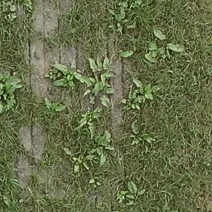 grass weeds Object Detection Model (v2, release) by Roboflow 100