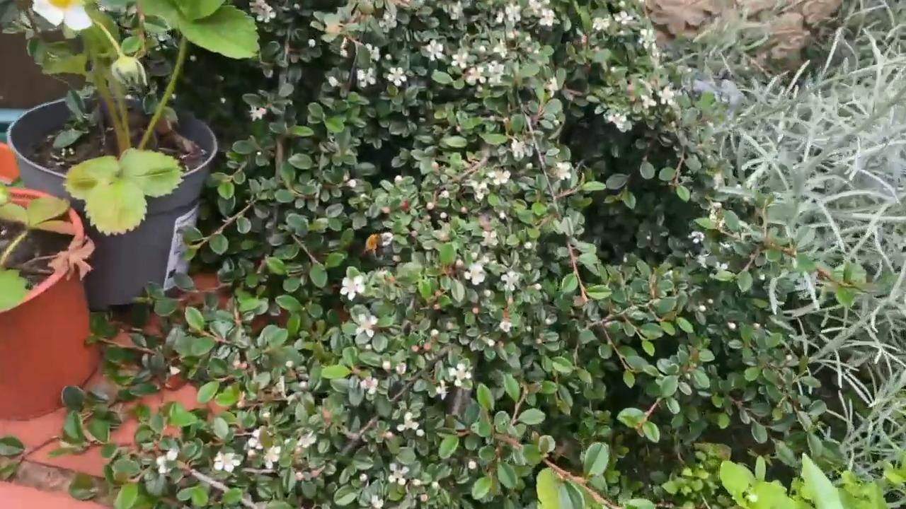 Bees Object Detection Model V2 Release By Roboflow 100 9502