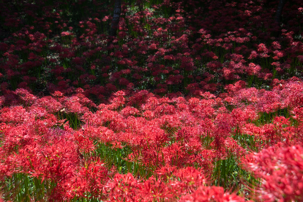 Flower Detection Object Detection Dataset By Iris