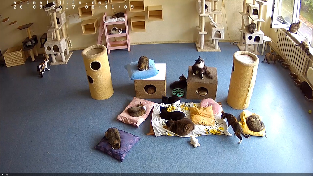 Vebcam cats segm Instance Segmentation Dataset and Pre-Trained Model by vebcam cats