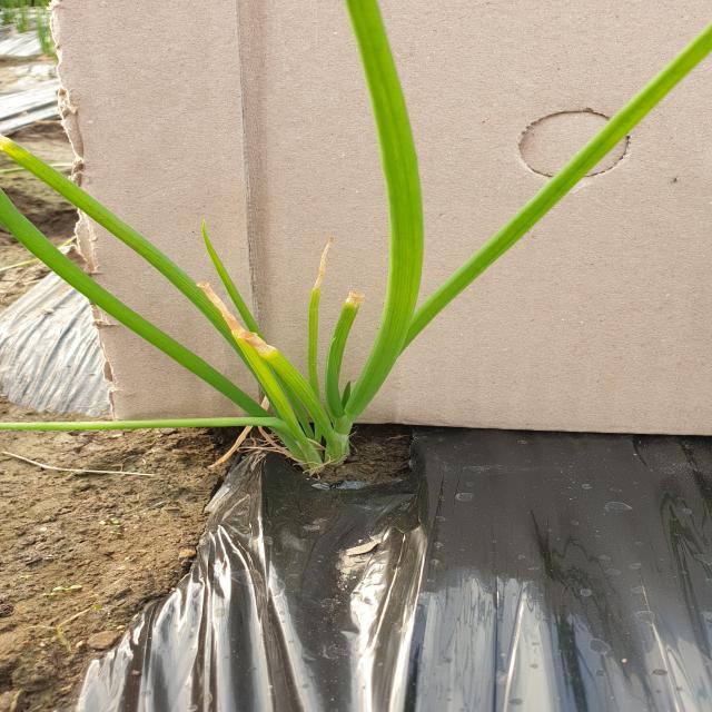 onion Object Detection Dataset by meter