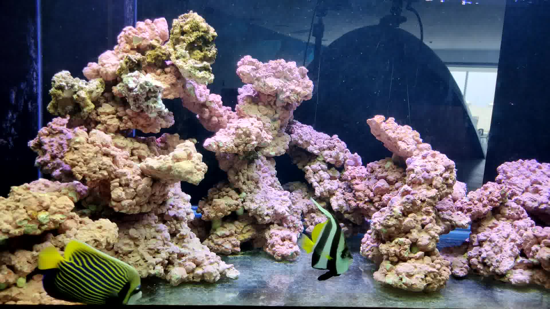 Fish Object Detection Dataset and Pre-Trained Model by jason